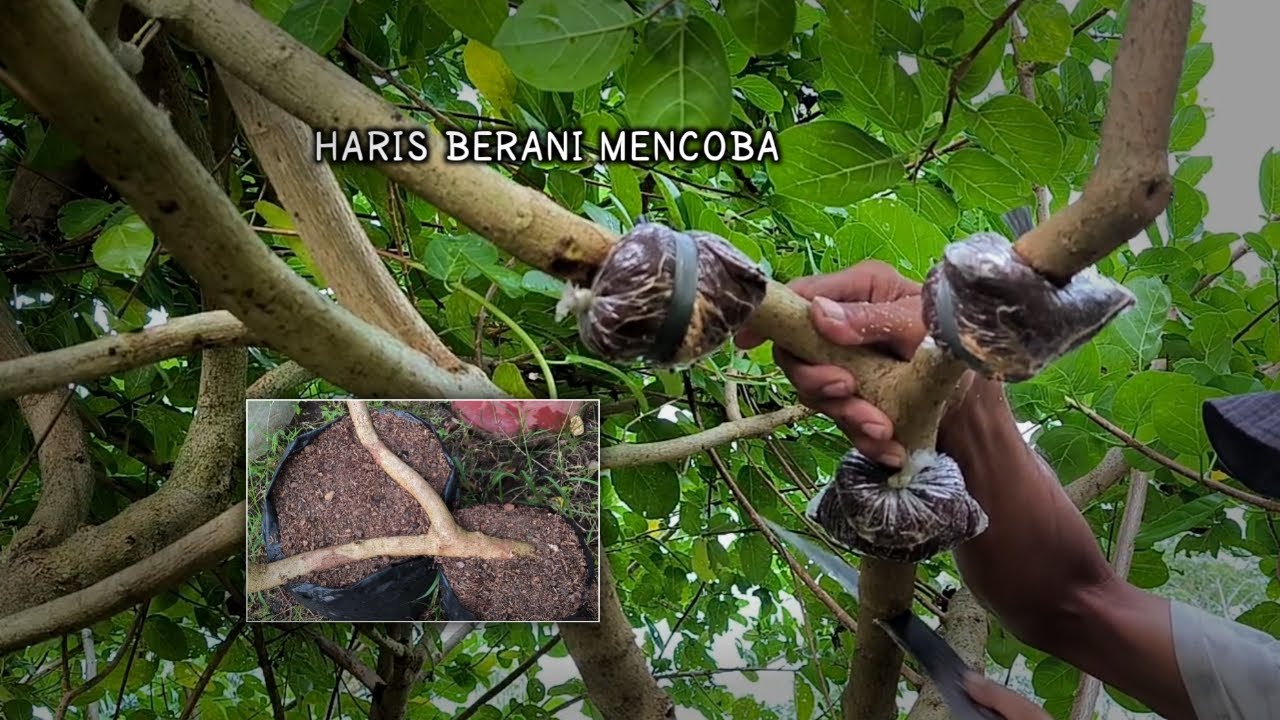 Panen Cangkokan Bahan Bonsai Sancang Konsep Connecting Rod - YouTube