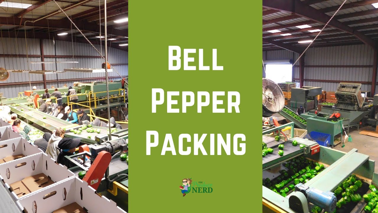 How Bell Peppers are Packed in California - YouTube