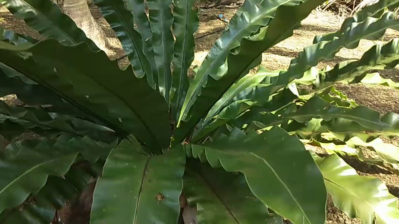 Manan aw wild flower - YouTube