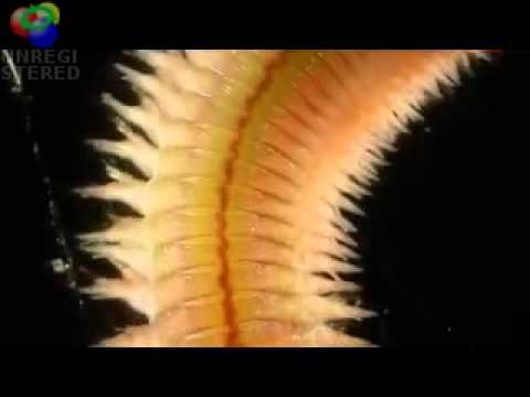 Alitta succinea (Nereis) et son système circulatoire clos - Annelide polychète.avi - YouTube