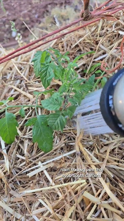 Mus Saib Teb 3/27/2025 - YouTube