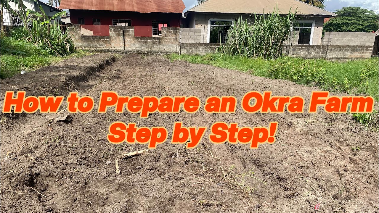 Land Preparation for Okra Farming | Step-by-Step Guide to Growing ...