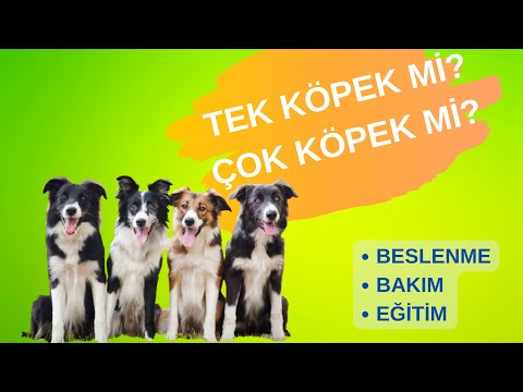 BİRDEN FAZLA KÖPEK BESLEMEK İSTERSEM NELERE DİKKAT ETMELİYİM? KÖPEĞİM TEK BAŞINA SIKILIR MI?