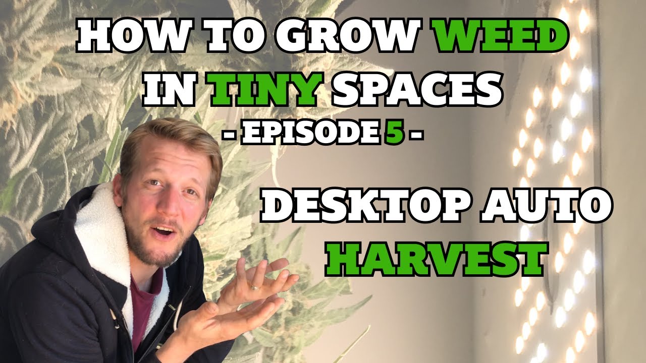 How to grow weed in tiny stealth grow box - Episode 5 - Desktop Auto ...