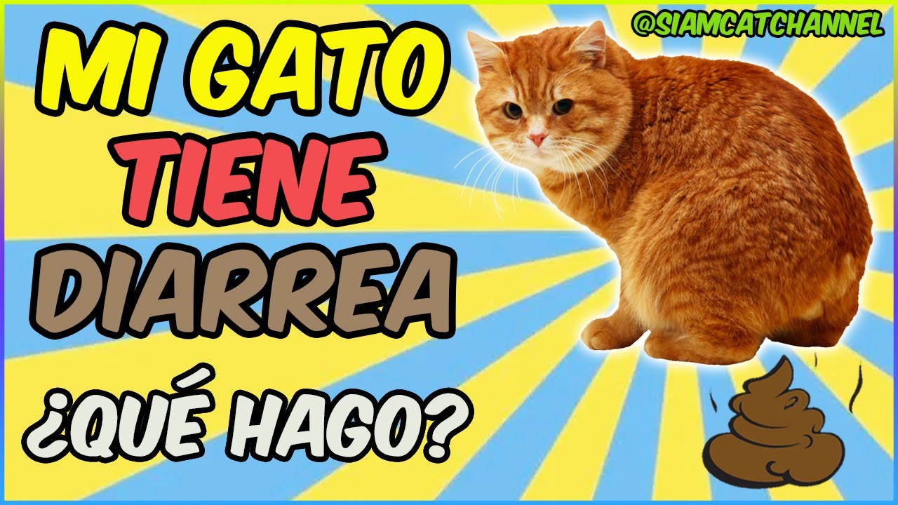 Diarrea en Gatos (Causas y Tratamiento Casero) - SiamCatChannel - YouTube