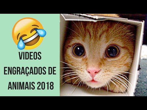videos engraçados 2018 curtos para status do whatsapp e do instagram -  2018 - para morrer de rir 12