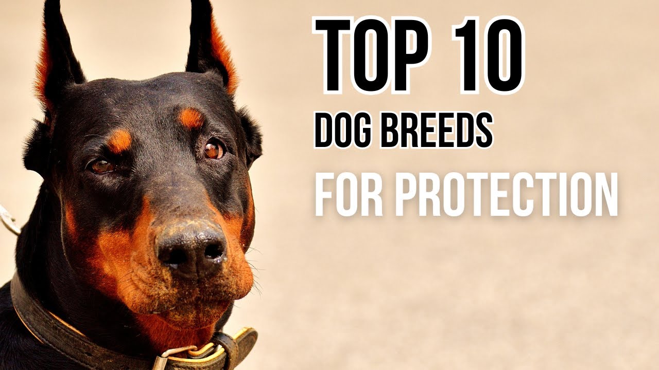 Protect Your Home with These FEARLESS Dog Breeds for Protection! - YouTube
