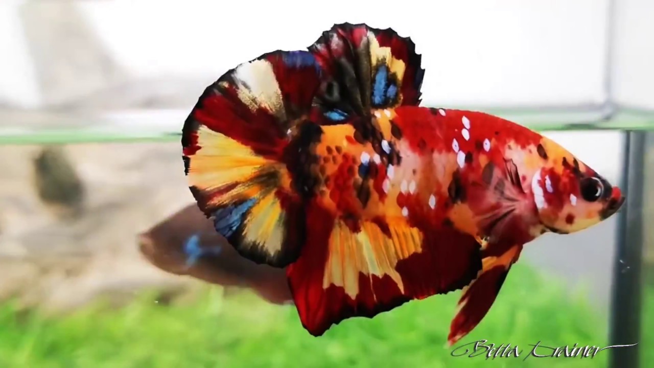 Top Grade Nemo Betta, Galaxy and More - YouTube