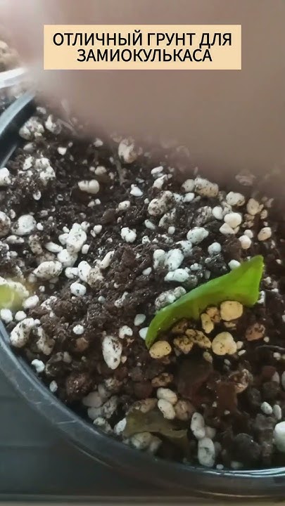 Какой грунт выбрать для замиокулькаса #комнатныерастения #растения # ...