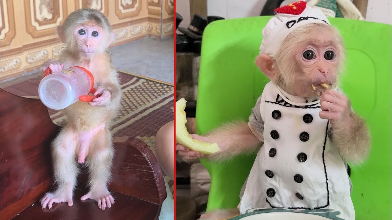 How has monkey David changed after 2 years ? - YouTube