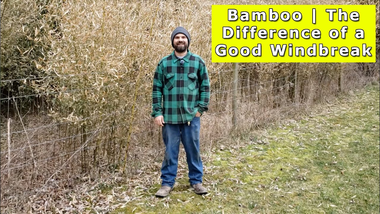 Bamboo Helped by a Good Windbreak - YouTube