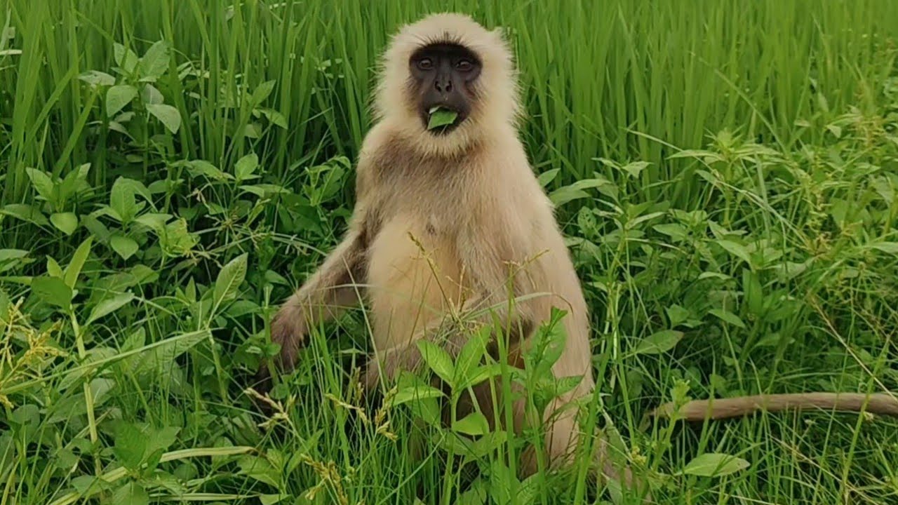Monkey Playing in the Fields – Natural Moments 🎥 - YouTube
