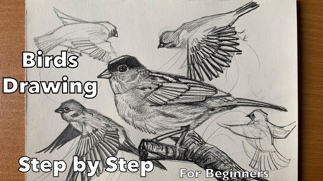 How to draw birds drawing | Step by Step | for Beginners | pencil ...