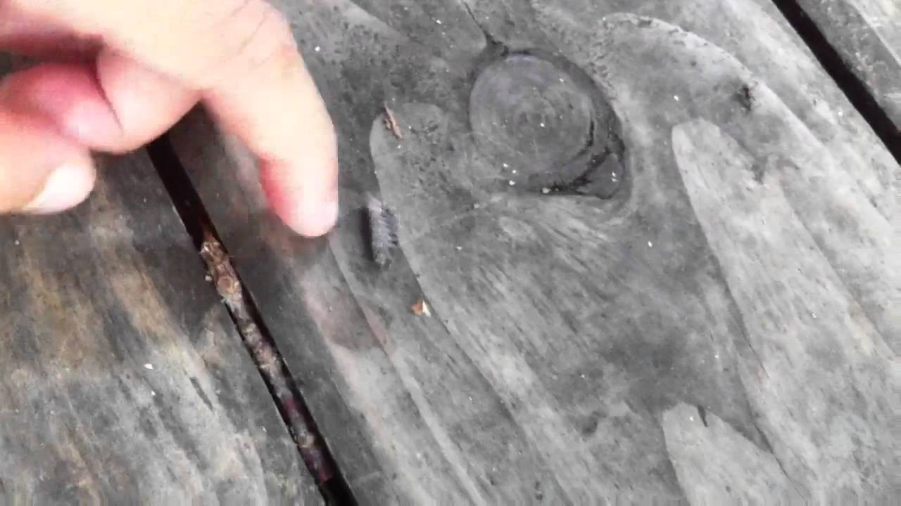 ダンゴ虫がボールのように転がる瞬間 Moment will be rounded insect dango - YouTube