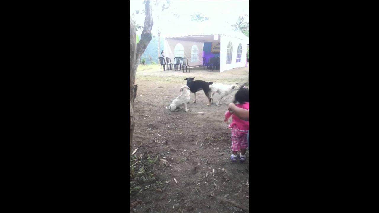 Dos perros pegados!!!!!!!! - YouTube