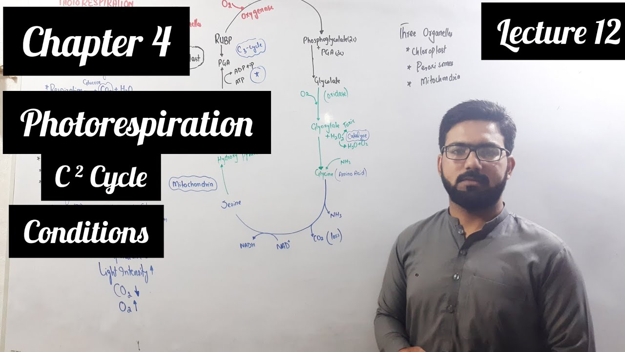 Photorespiration||C2 cycle||Wastefull process||Conditions and involve ...