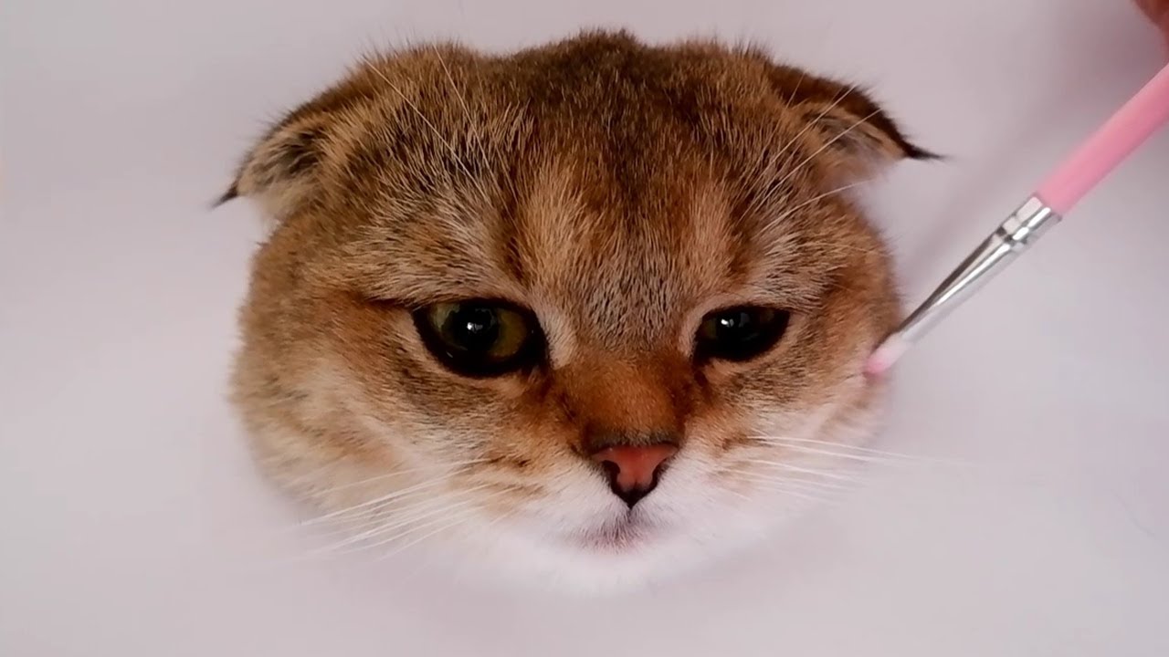 How To Draw 3D Cat 😂 - YouTube