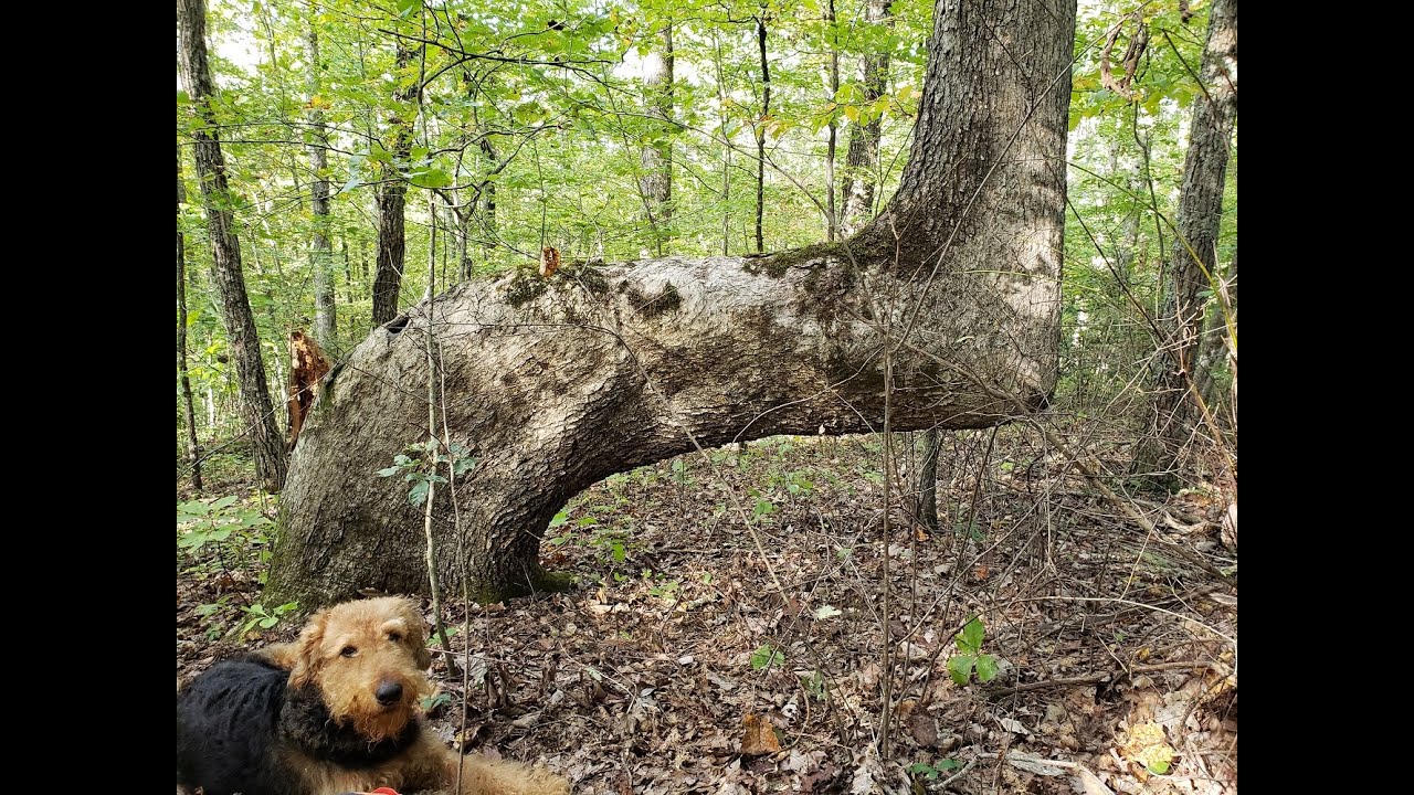 Native American Marker Tree + Discussion - YouTube
