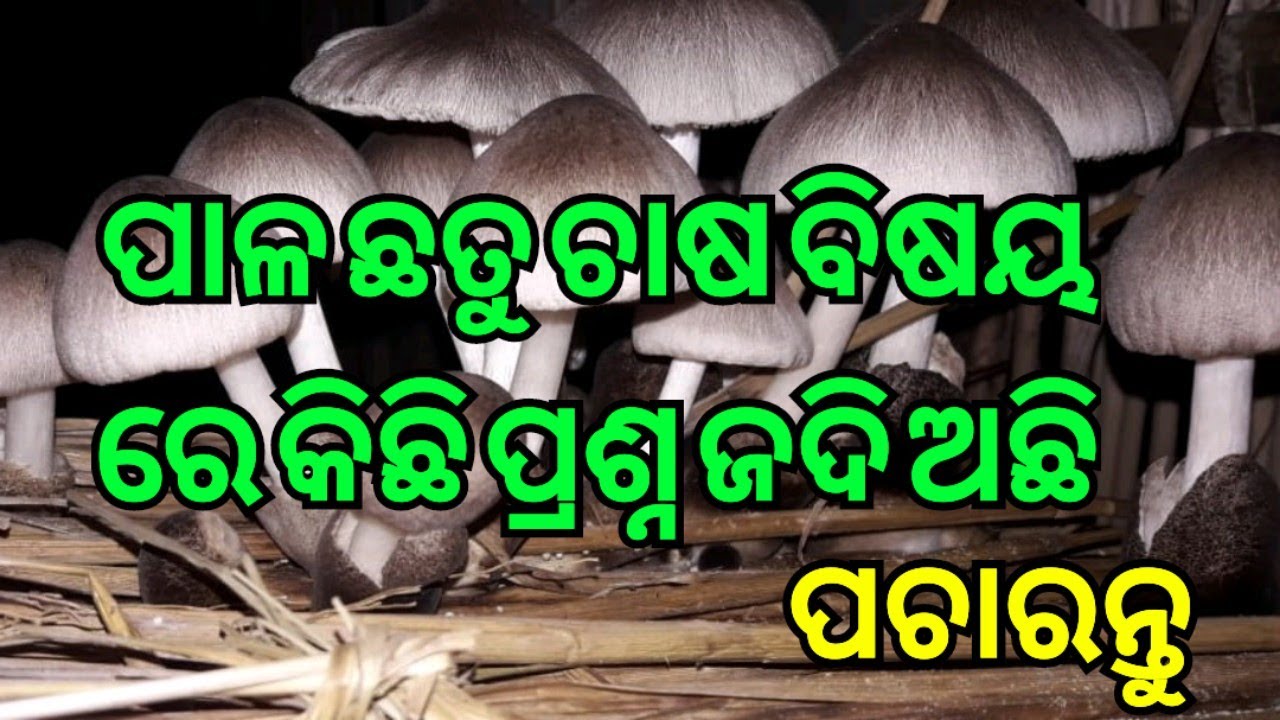 Highlight 1:34 – 6:34 from ODISHA CHHATU CHASA is live/ We are live ...