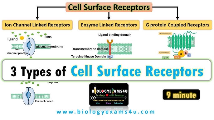 Cell Surface Receptor