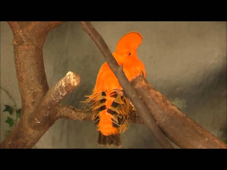 rode rotshaan papegaaienpark 2011 - YouTube