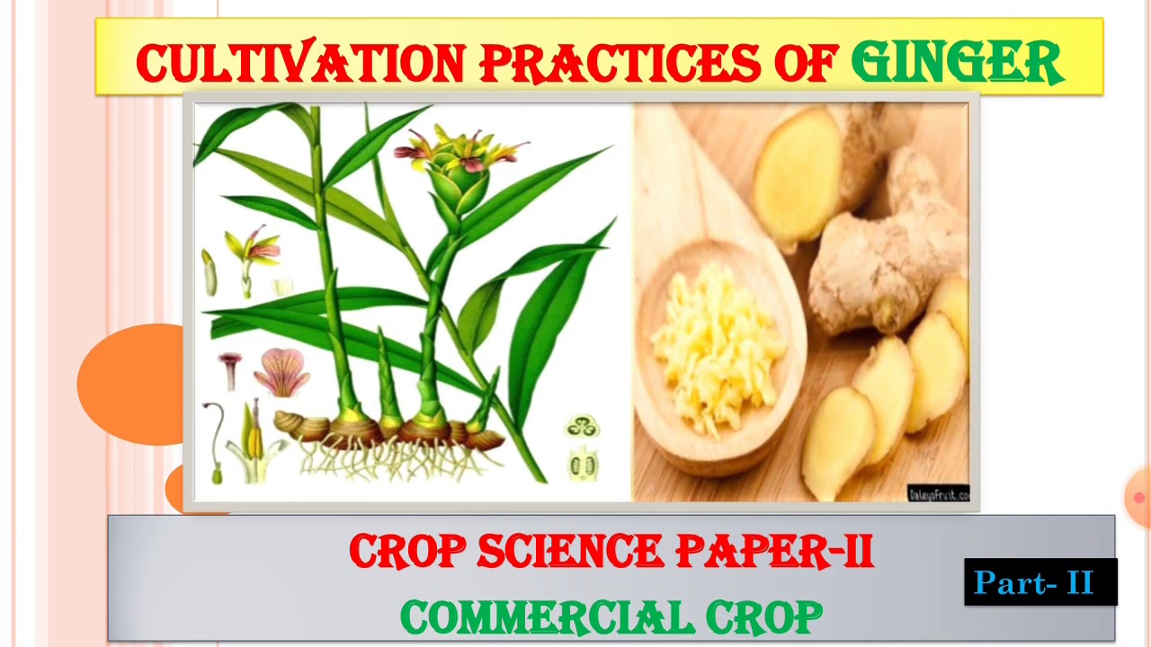 Ginger Cultivation Part-II - YouTube
