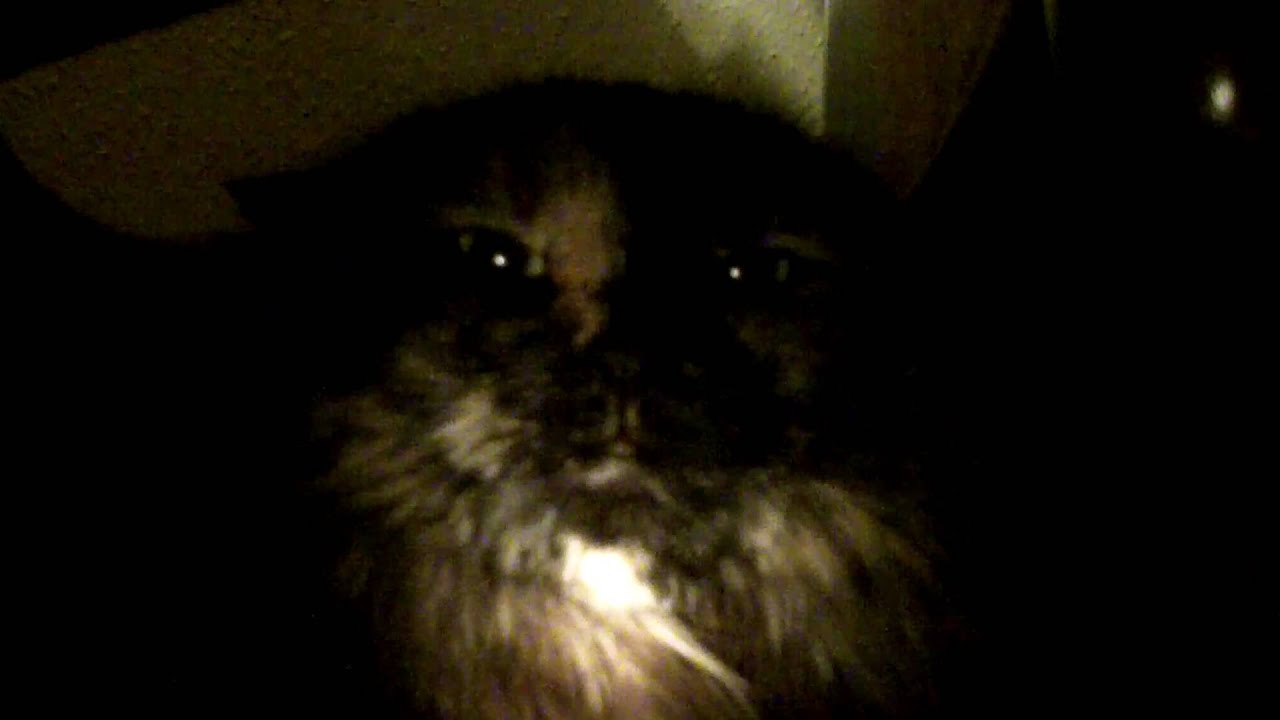 Crazy pissed off cat!!! - YouTube