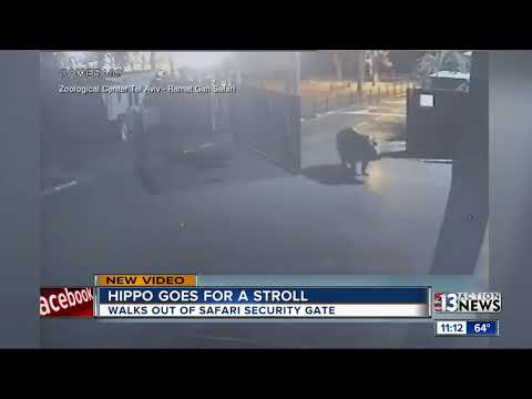 171125209 Hippo Walks Out Of Zoo And Then Back Inside