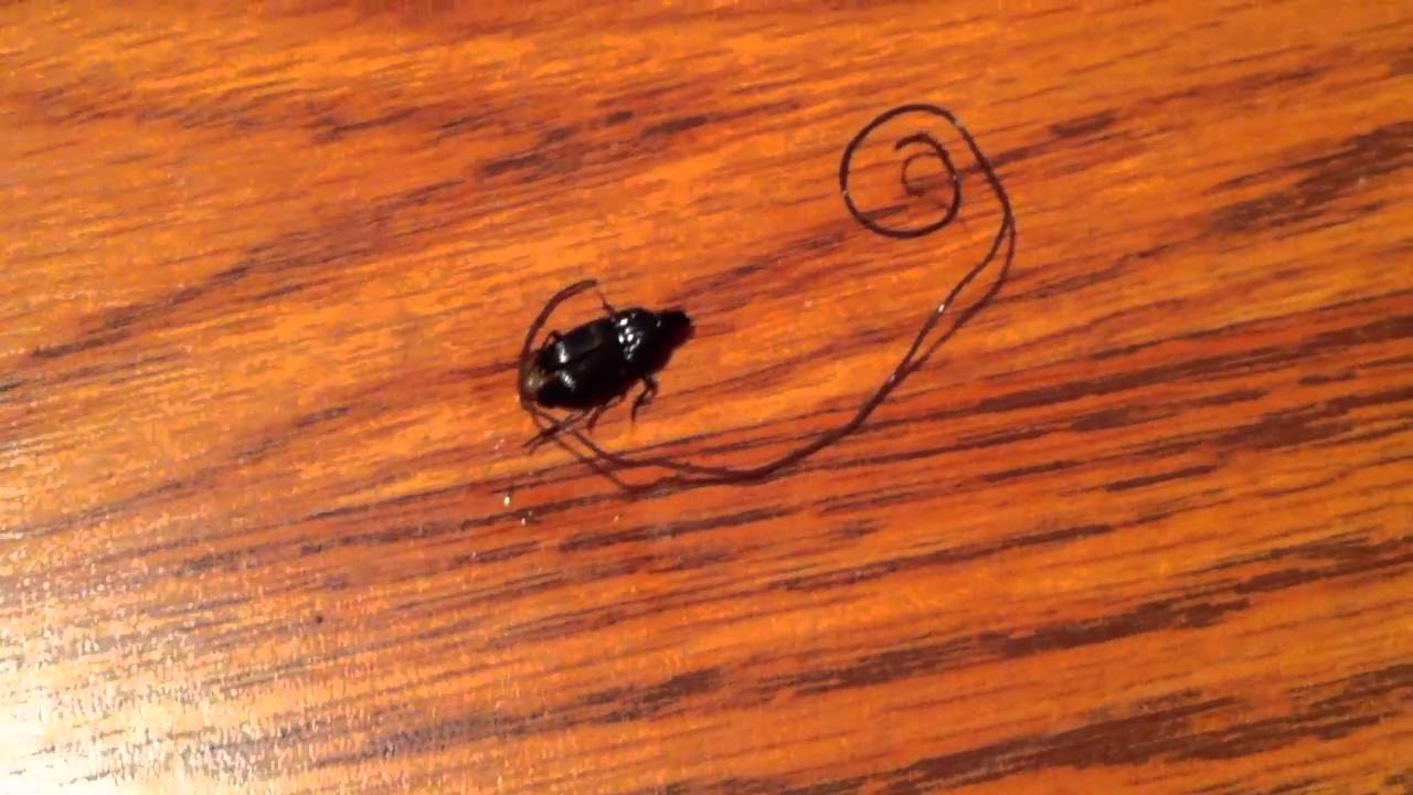 Beetle Parasite - YouTube