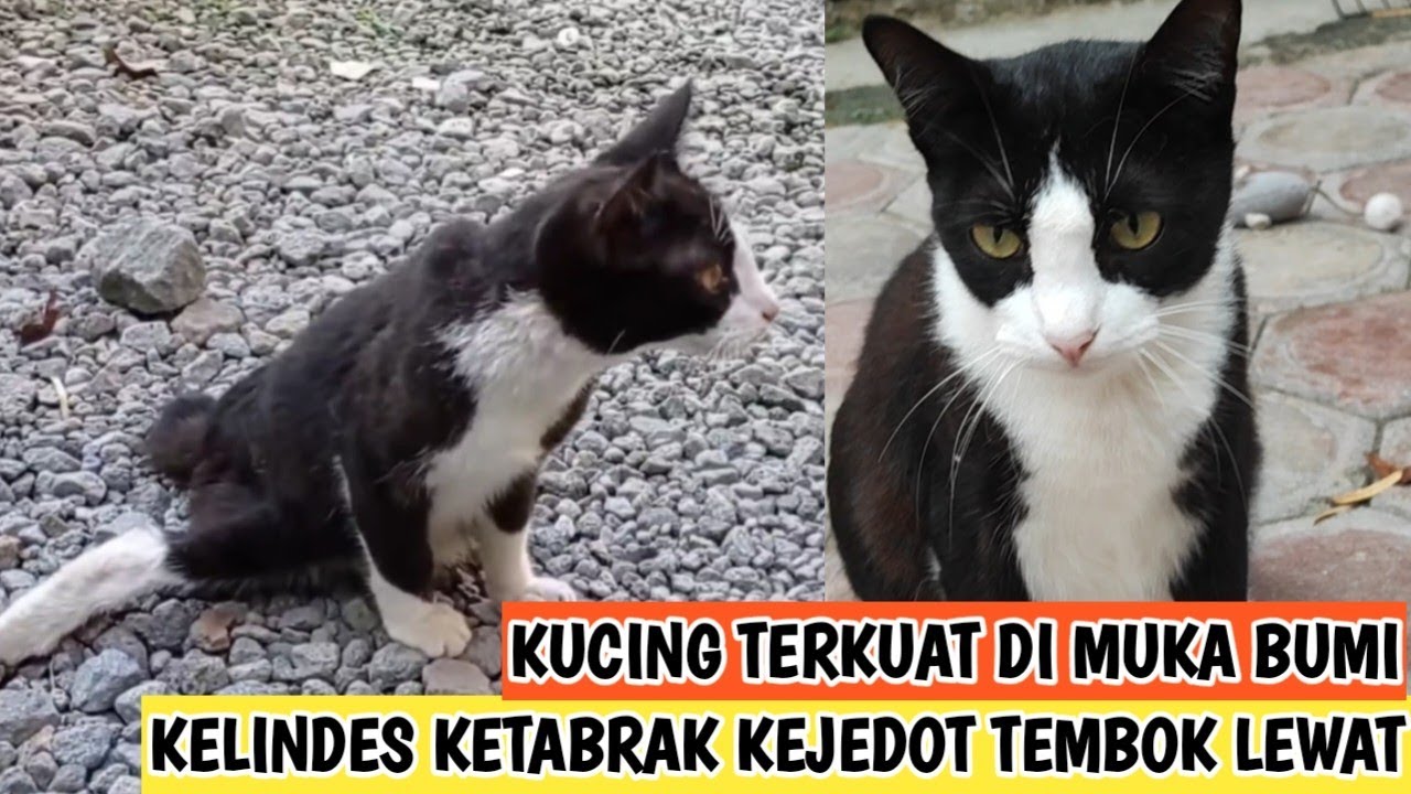 KUCING TERKUAT DI MUKA BUMI ADALAH KUCING TOM SI PREMAN DARI PASAR ...