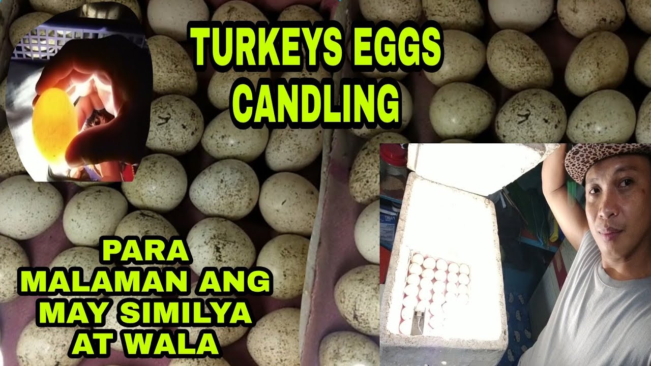 CANDLING THE TURKEY EGGS | PARA MAKUHA AT MAPAKINABANGAN PA ...