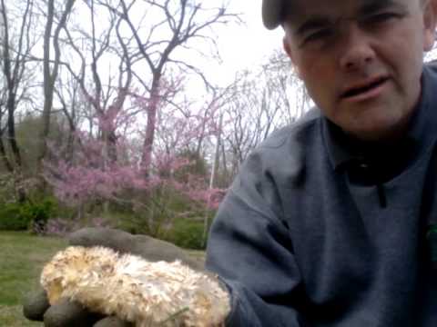 "Rare" Albino Mole Caught By Professional Trapper - YouTube