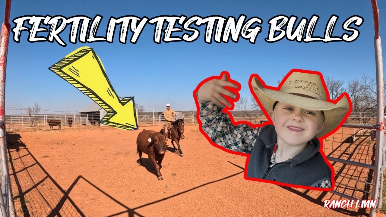 Fertility testing bulls and roping a wagyu calf - YouTube