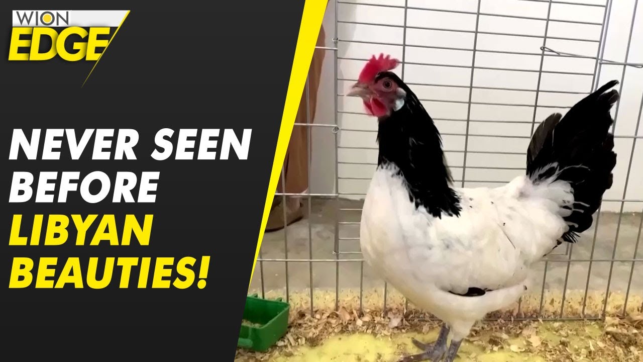 Libya holds first ever beauty pageant for chickens - YouTube