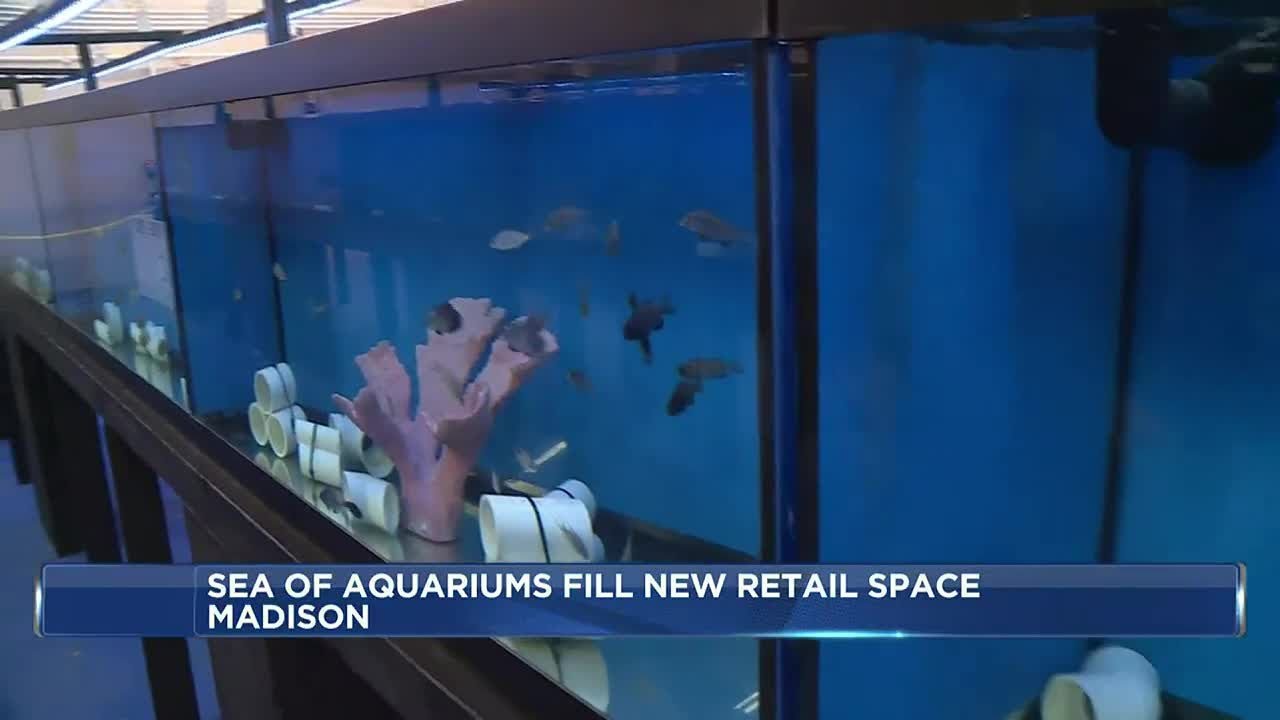 Massive tropical fish operation splashes into new Madison retail space ...