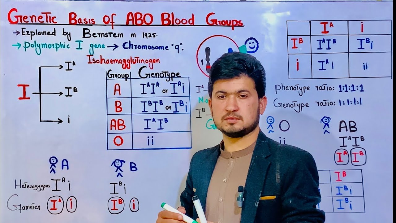 Genetic basis of ABO blood groups class 12| Multiple alleles - YouTube