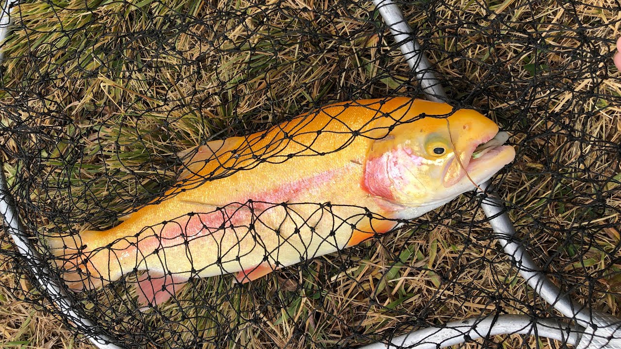 Lightning Trout Caught On Mini Jigs While Trout Fishing In Buena Vista ...