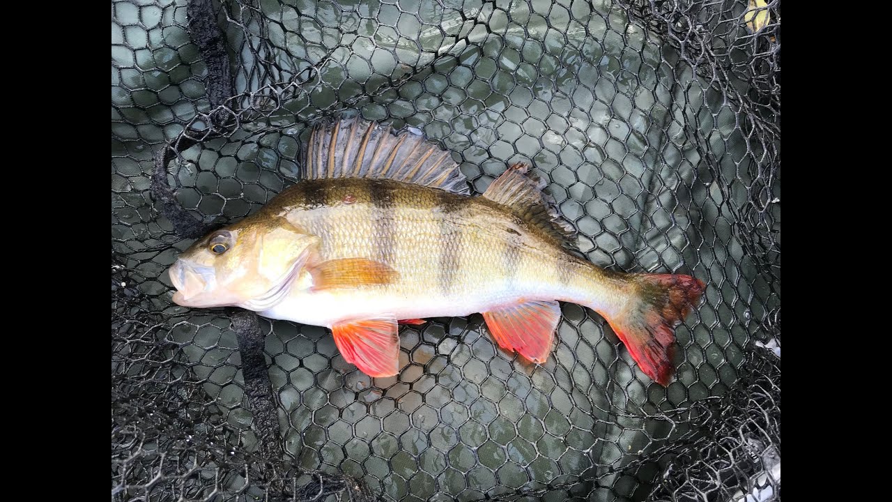 First outing with the Finesse Floating Stick from FFSLures. Fishing for ...