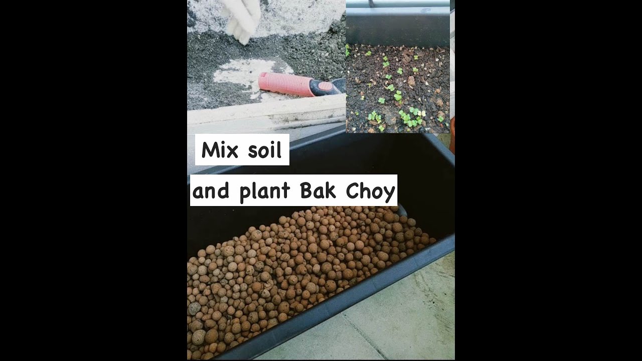 Just sharing about this way plant never grow bad |balcony 2m2| - YouTube