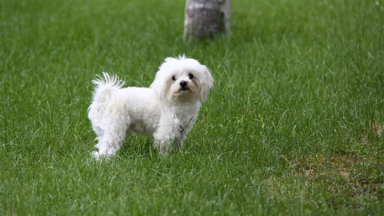 Maltese Dogs and Skin Allergies: Managing Irritations - YouTube