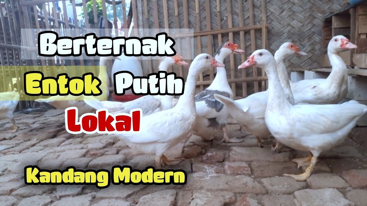 Berternak Entok Putih Lokal - YouTube