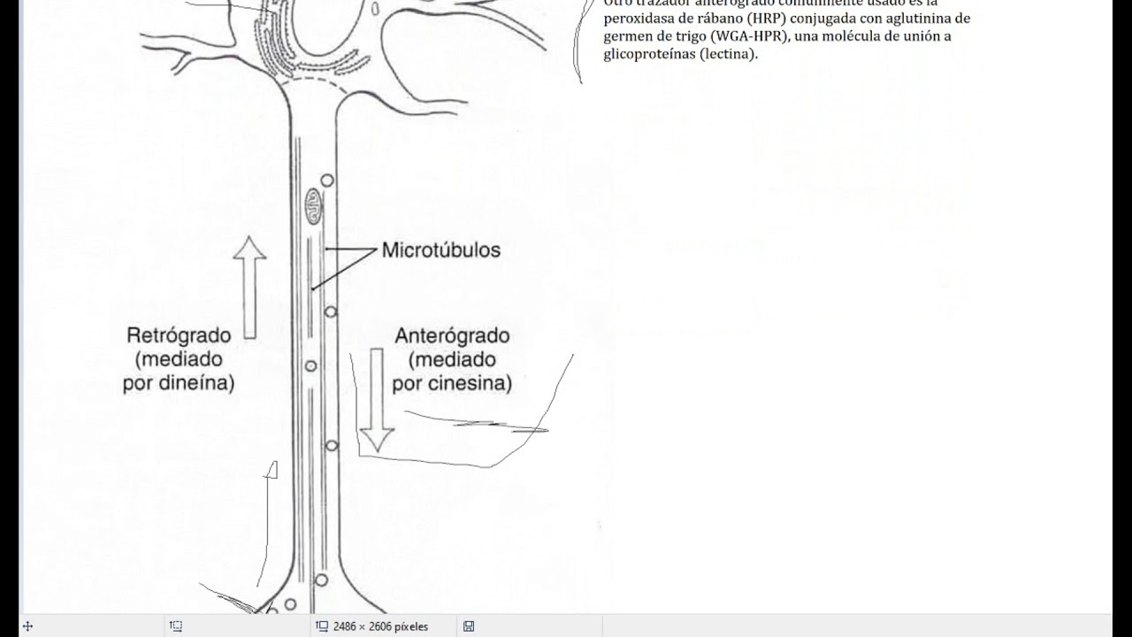 18 Principios de Neurociencia - Transporte Axónico como herramienta en ...