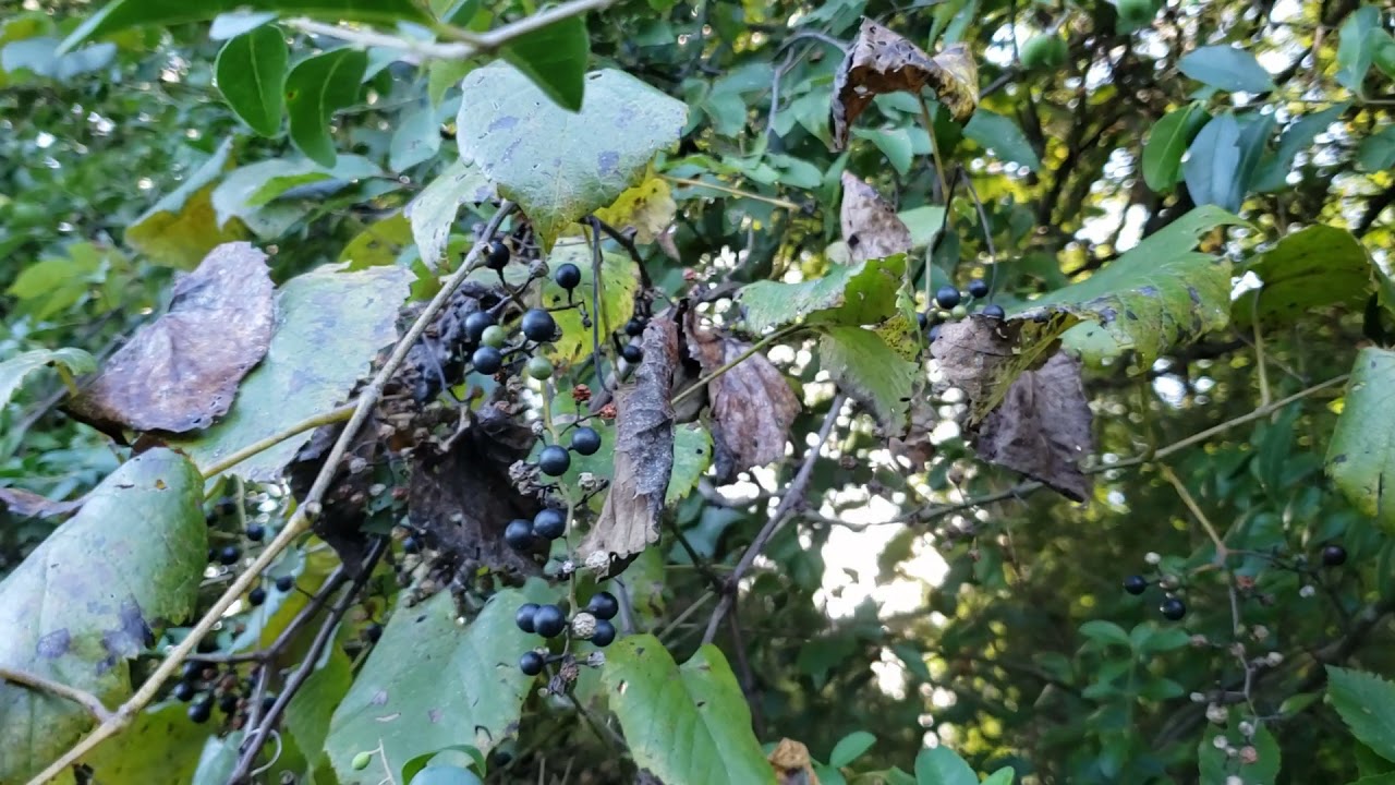 Abundant wild grapes in Mississippi 2021 without Moviemaker - YouTube