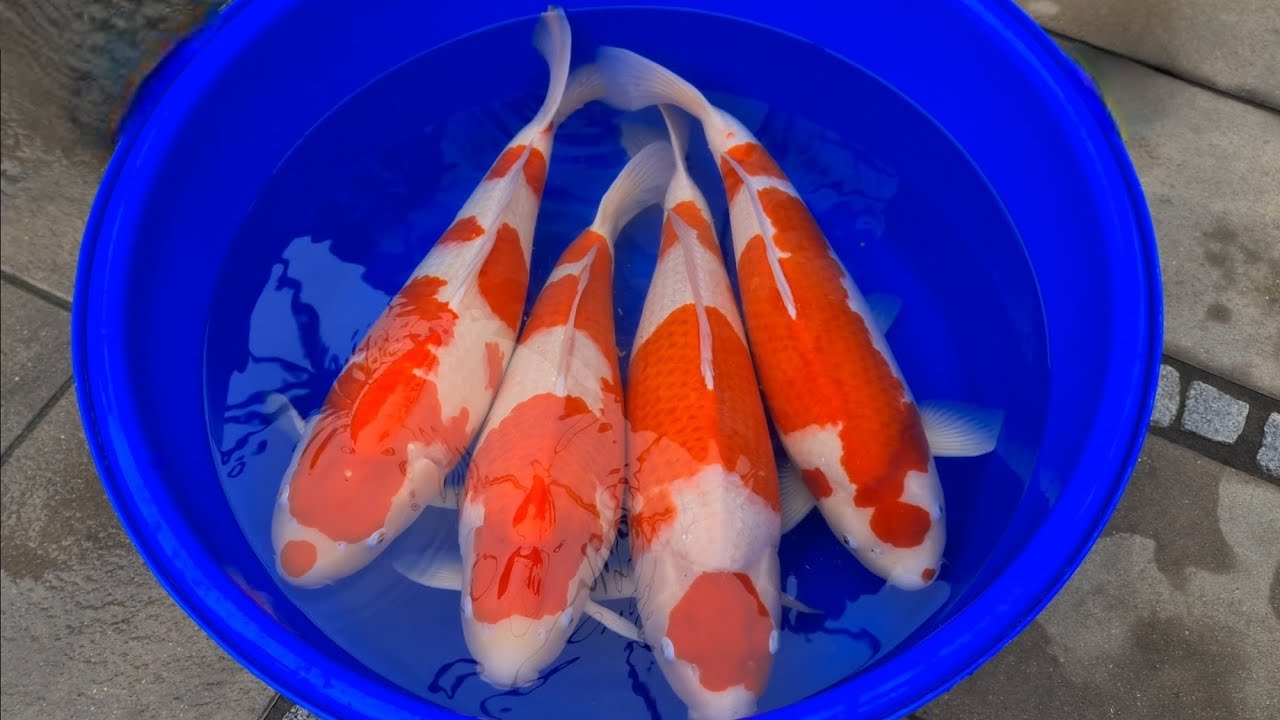 Kohaku - Torazo Urakawa Koi Farm - Sansai (geb.2020) 65cm bis 72cm ...