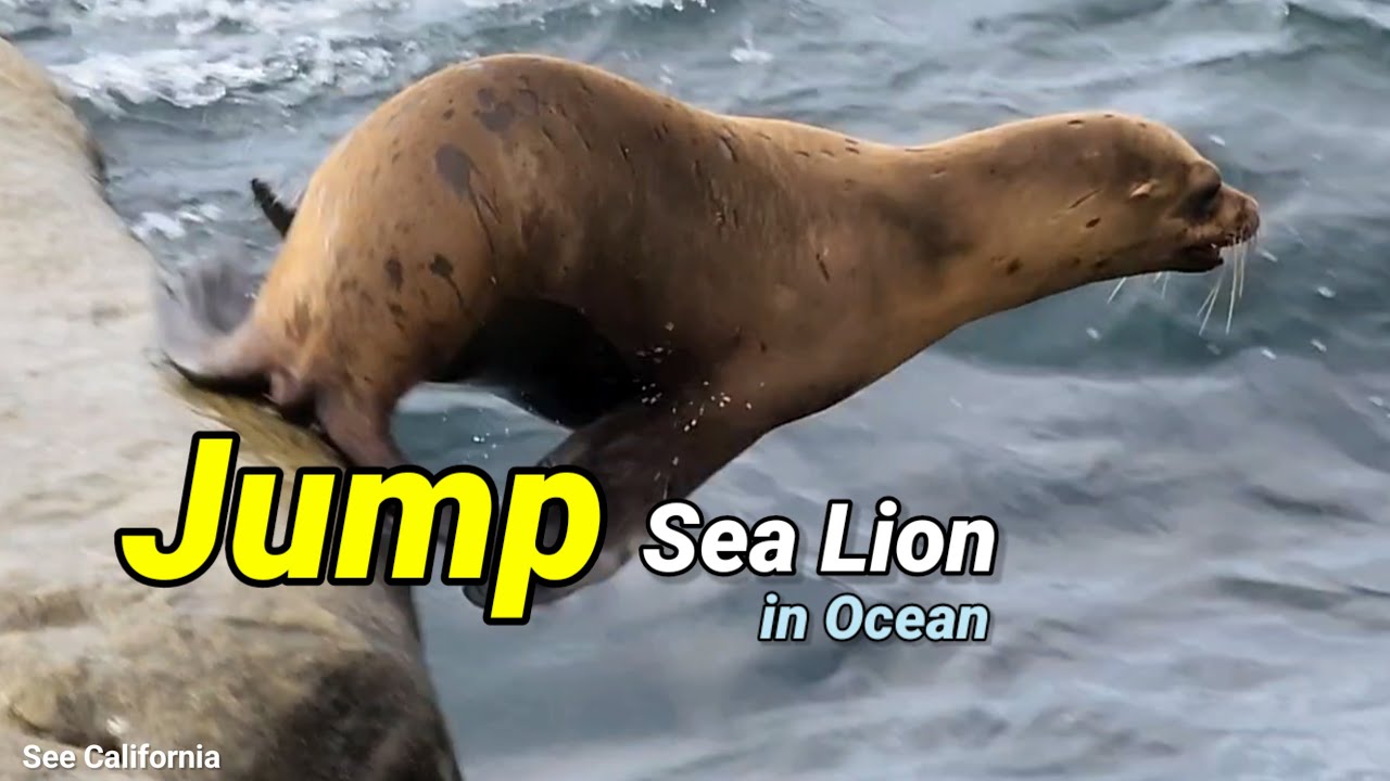 Jump Sea Lion in Ocean - Amazing! - YouTube