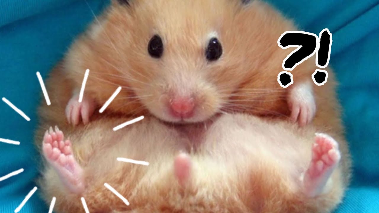 What Is Bumblefoot In Hamsters YouTube