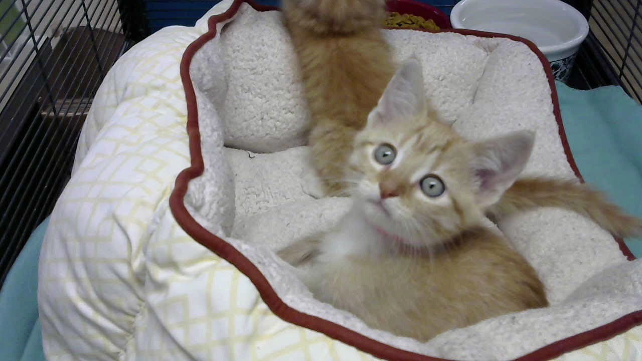 Kitten Cam! - YouTube