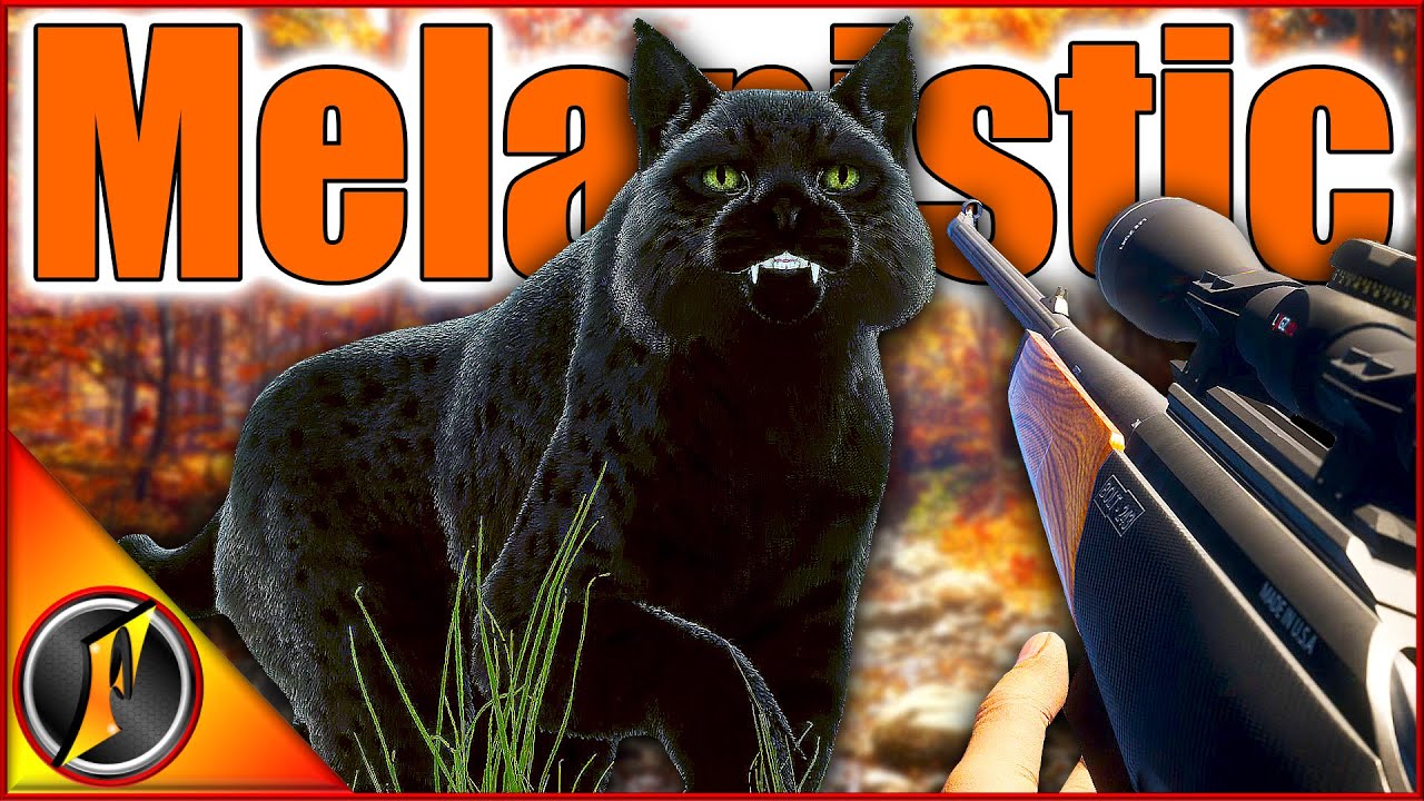 Melanistisk Bobcat New Brunswick Trapper Captures What's Believed To