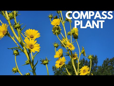 Compass Plant - YouTube