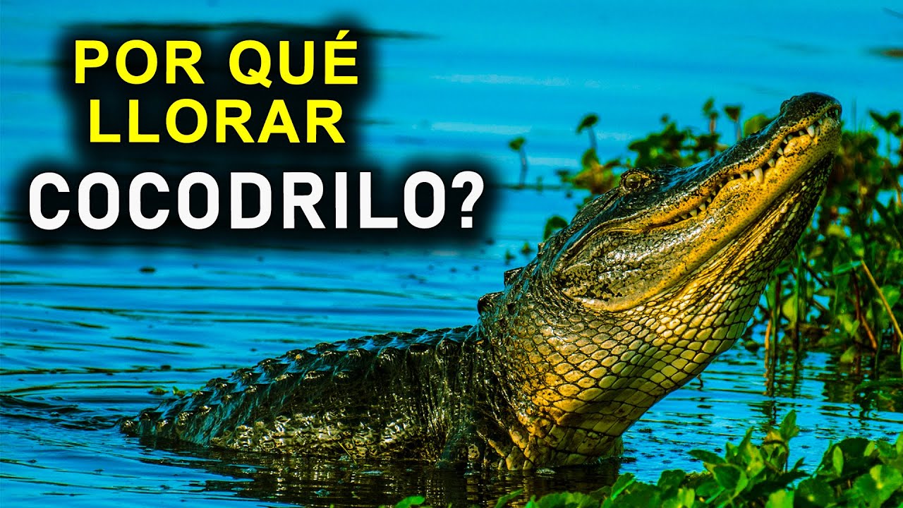 POR QUÉ LLORAR COCODRILO - YouTube